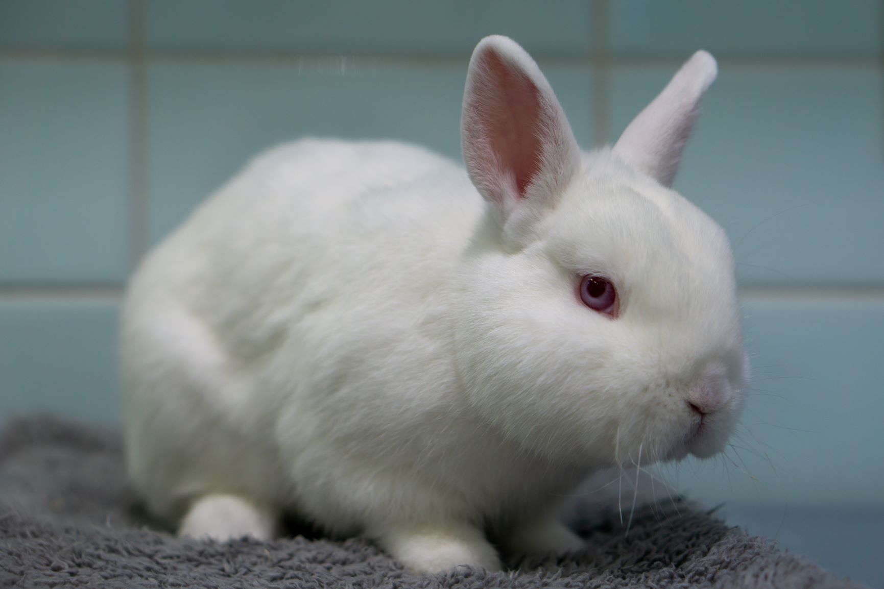 Nieuw: Maak jouw afspraak nu ook online! - Arts & Dier